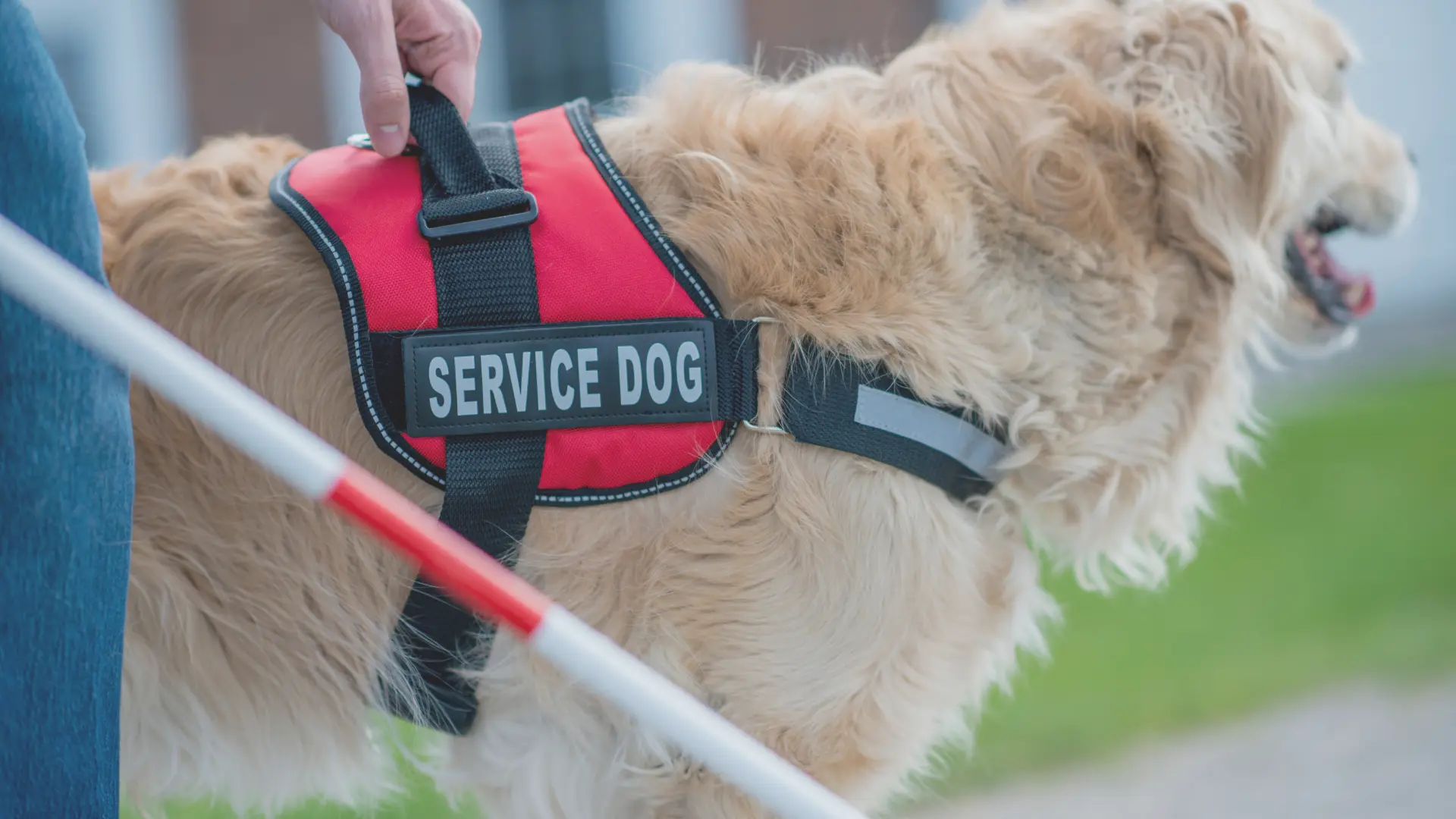 How To Train Your Dog To Be A Service Dog