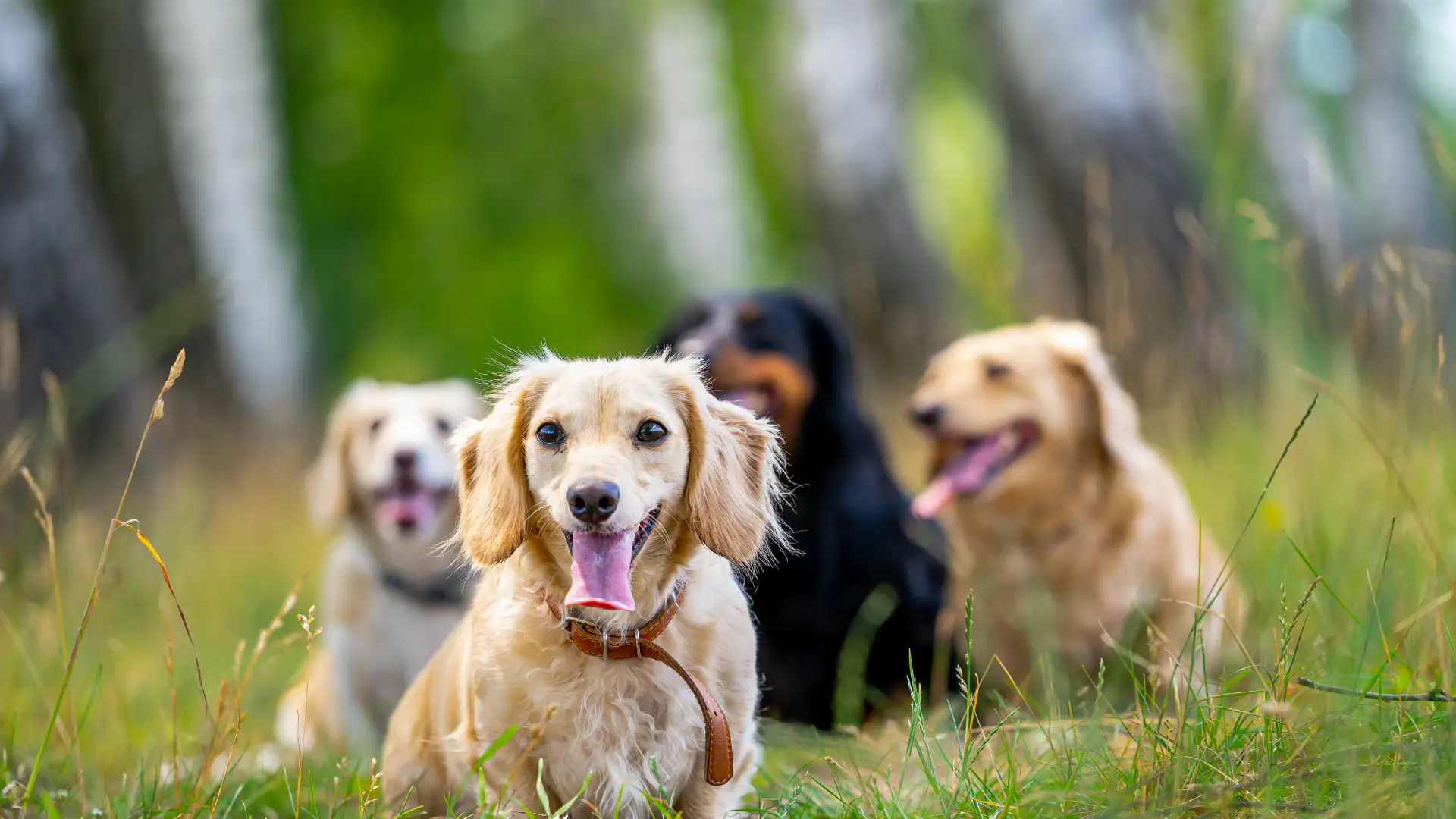 Best Dog Breeds for Austin, Texas | Blog