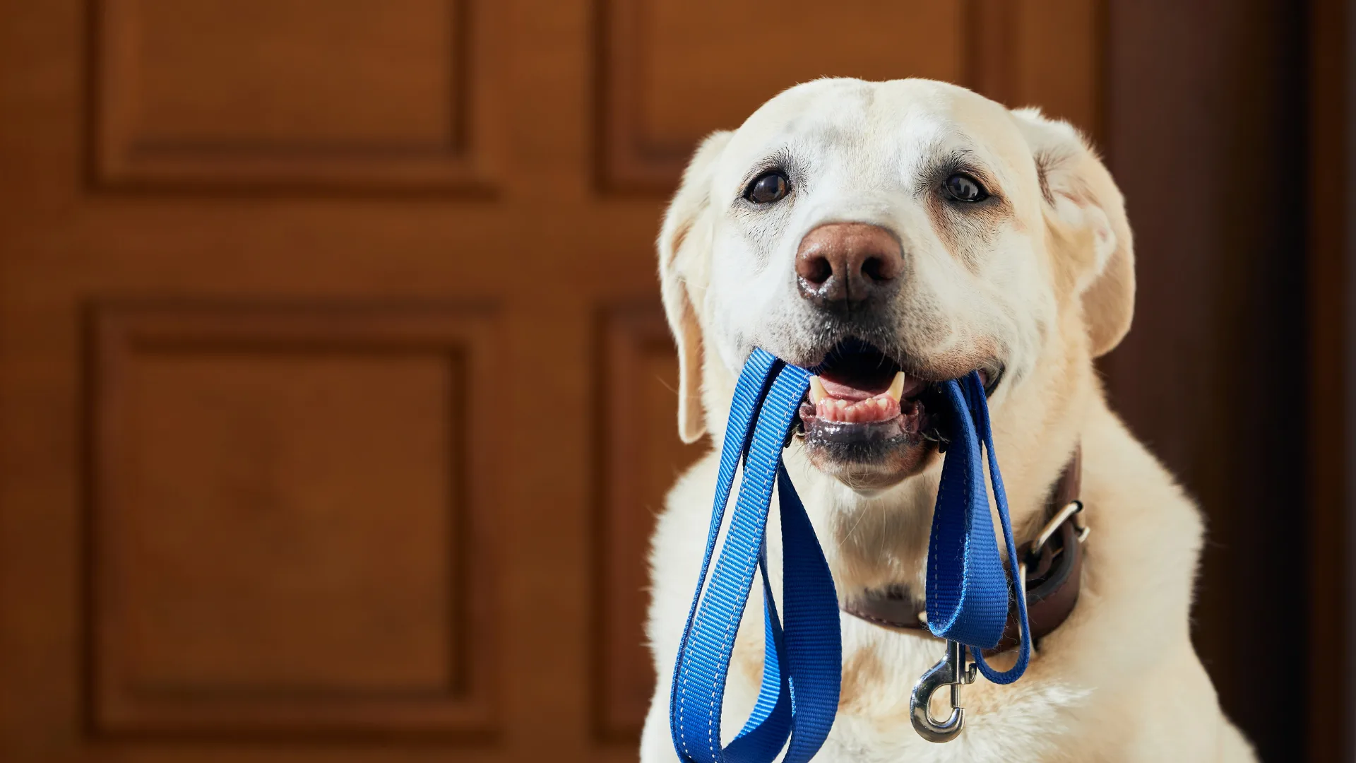 How to Leash Train a Dog: What You Should Know | Blog