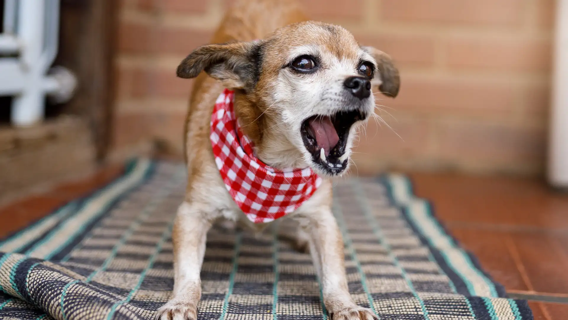 How to Stop a Dog From Barking Using Humane Methods | Blog